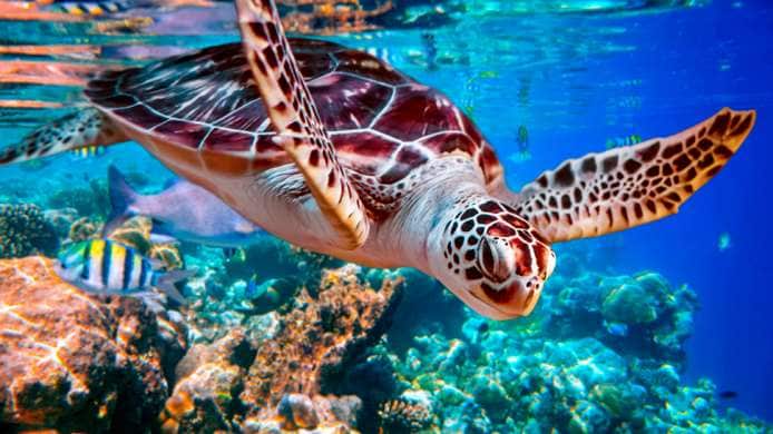 Cayman Islands: things to do and to see | Costa Cruises