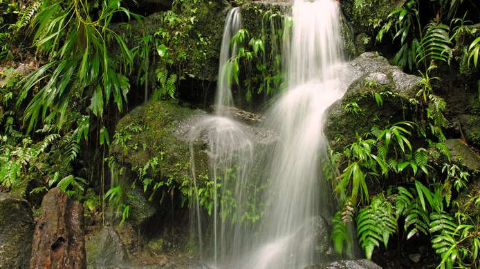 14 best things to do in Dominica | Costa Cruises